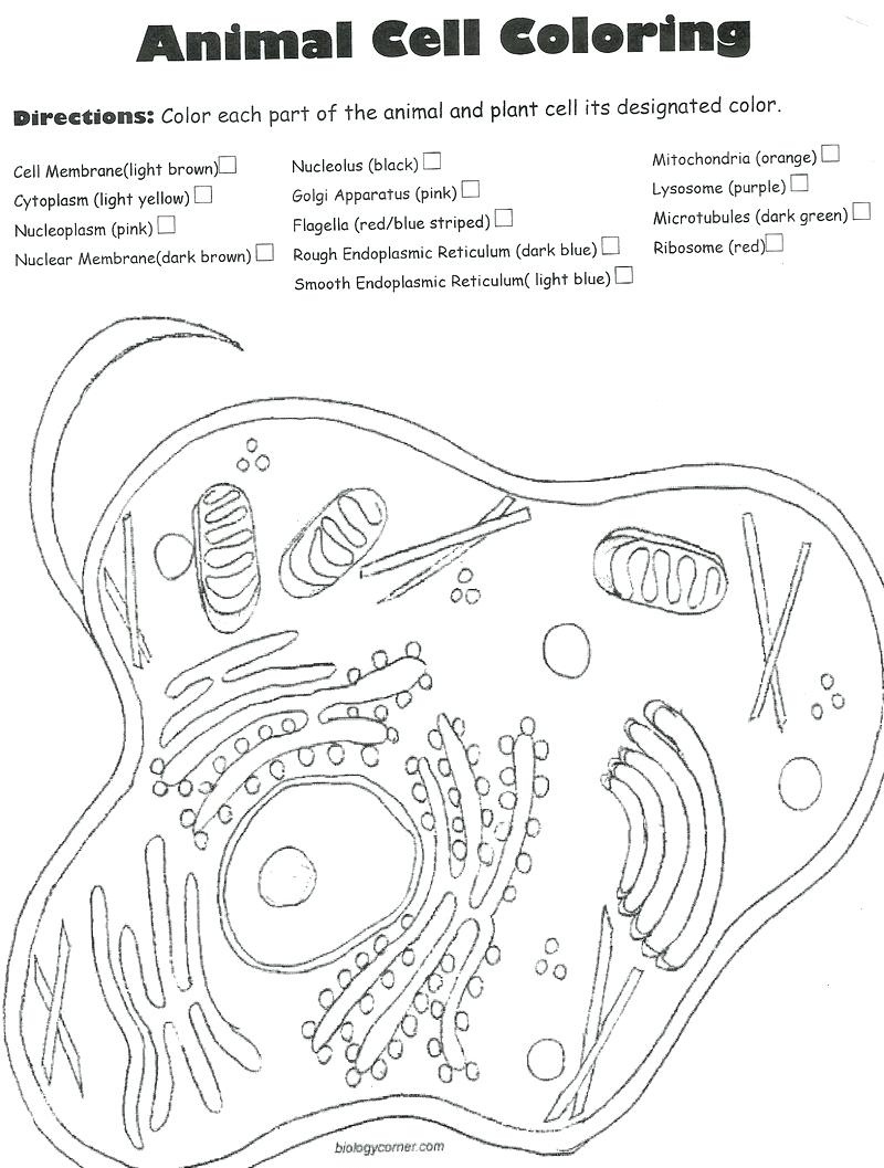 Plant Cells Printable Pack Science Cells Ni os Gif Ciencia